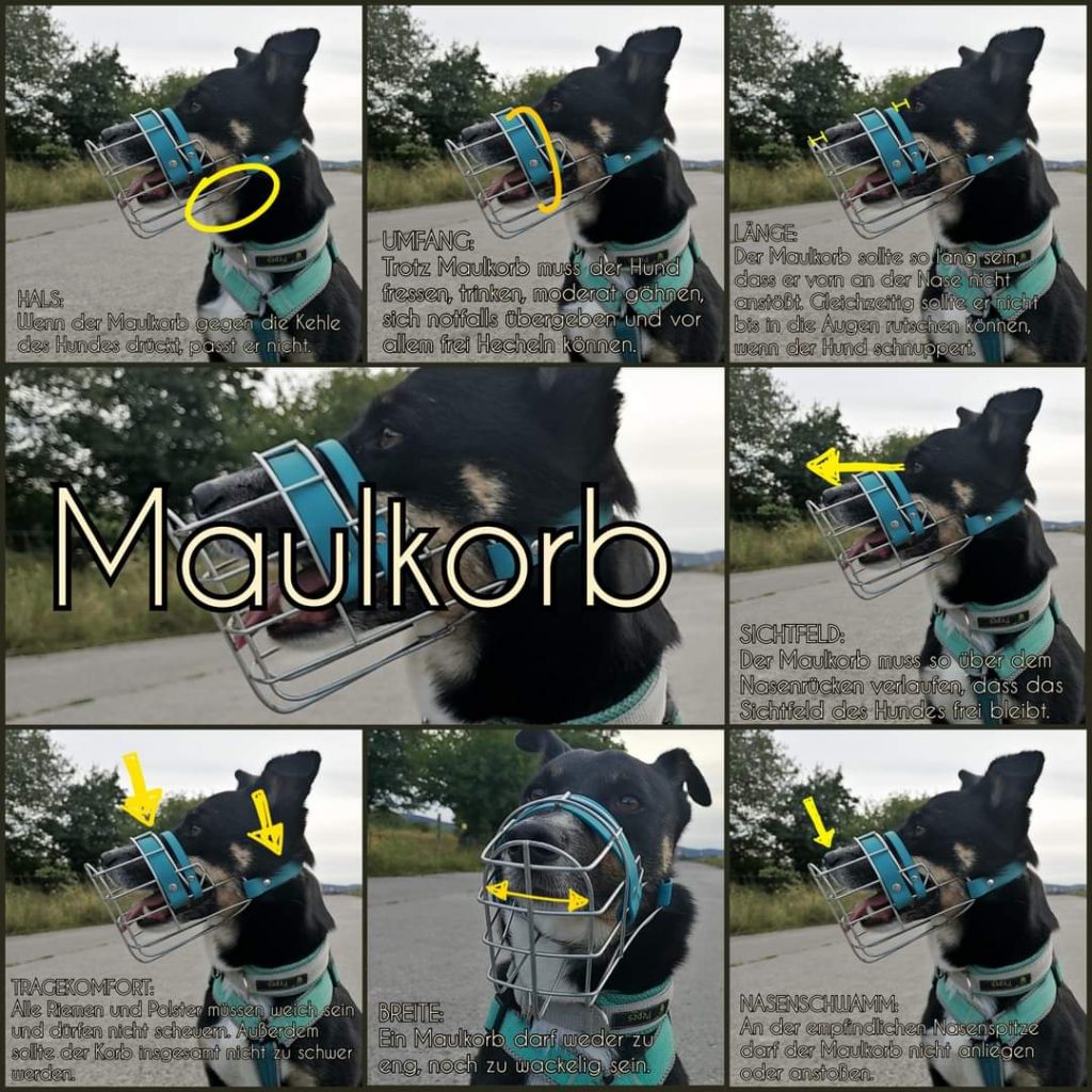Tolle Neuigkeiten!!! Es gibt wieder neue Maulkörbe in allen Größen ...